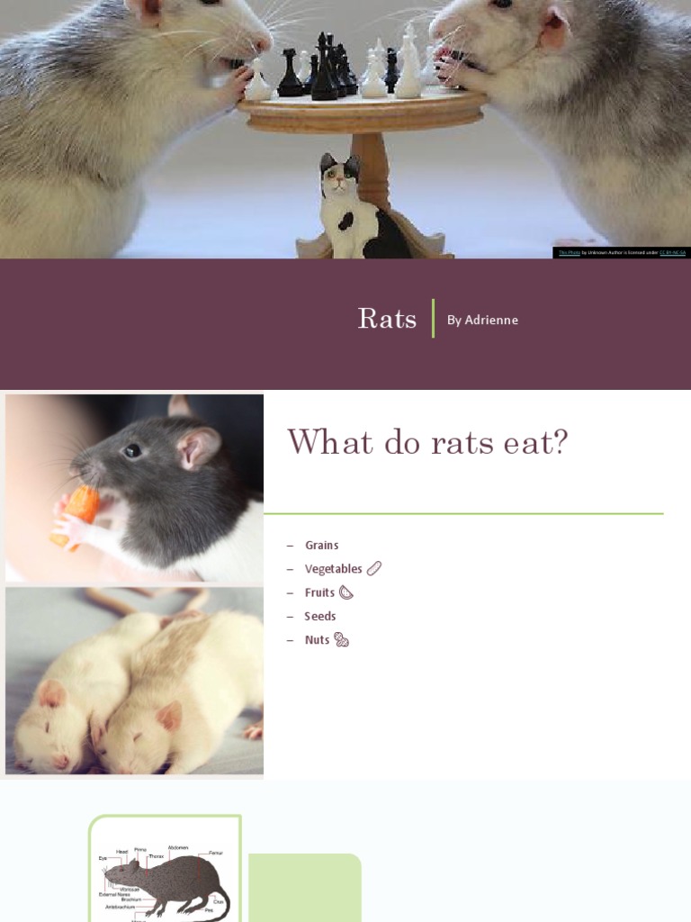 Rats | PDF | Rat | Nature