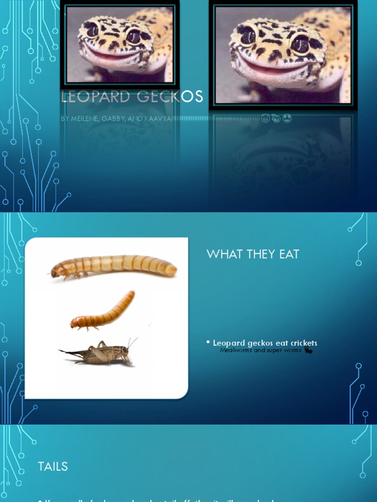 Leopard Geckos | PDF | Cooking, Food & Wine