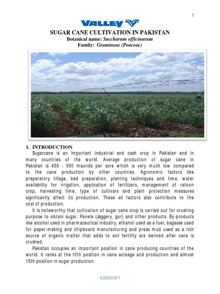 Sugar Cane Cultivation in Pakistan | PDF | Sugarcane | Sowing