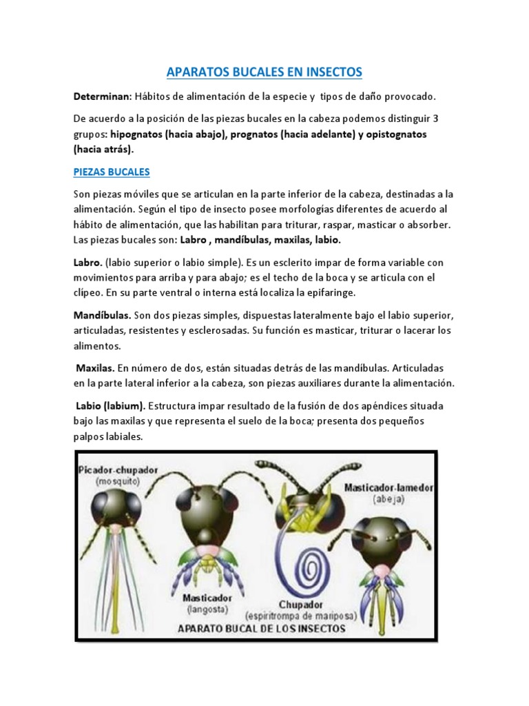 Tipos de Aparatos Bucales en Insectos | PDF | Insectos | Mosca