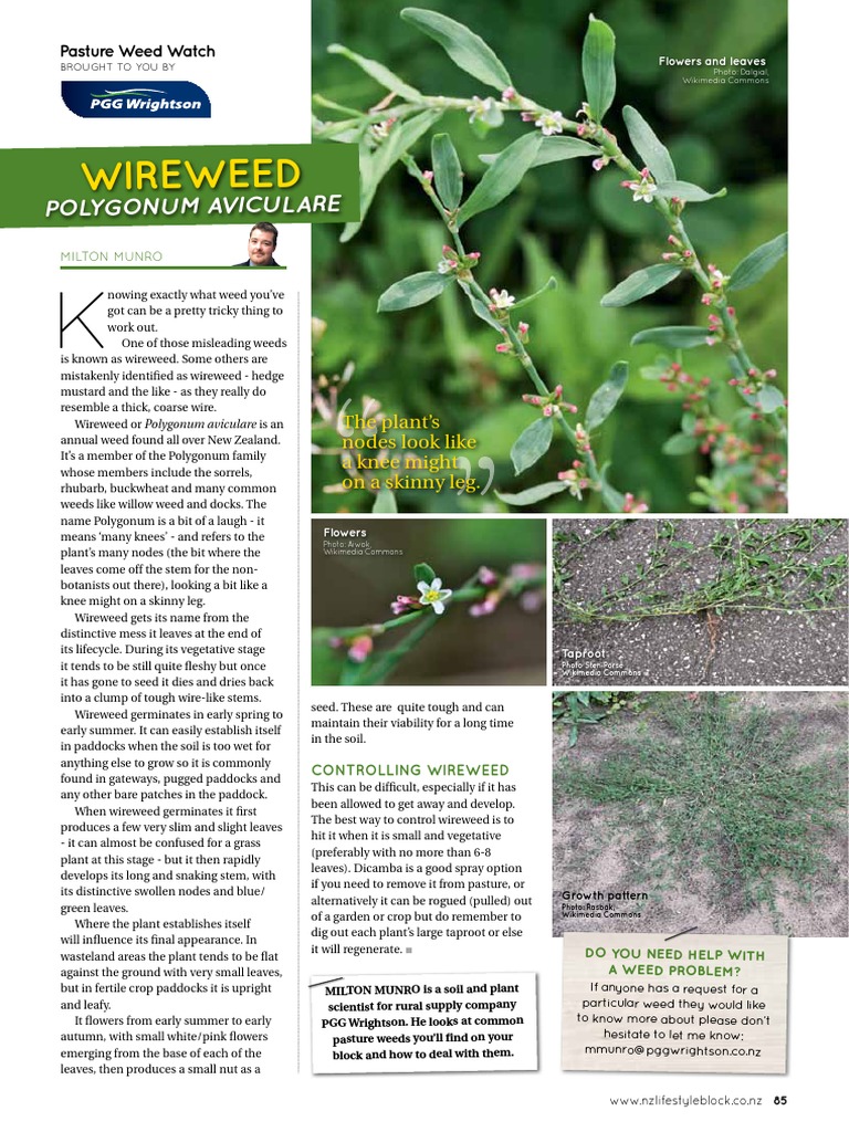 Pasture Weed Watch - Wireweed | PDF | Weed | Seed