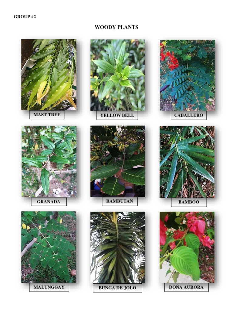 Woody Plants: Group #2 | PDF