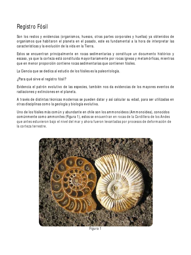 Registro Fósil | PDF