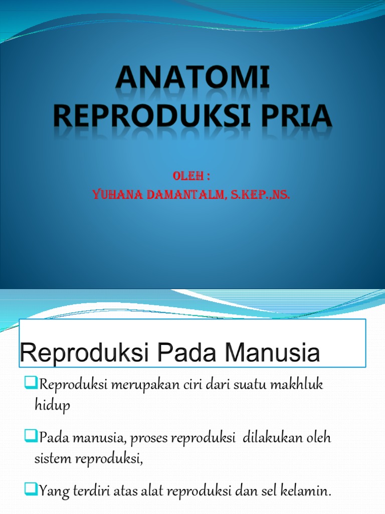 Anatomi Reproduksi Pria | PDF