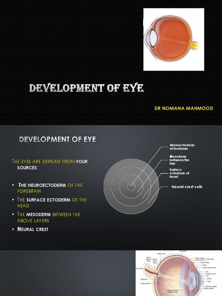 Development of Eye | PDF | Retina | Cornea