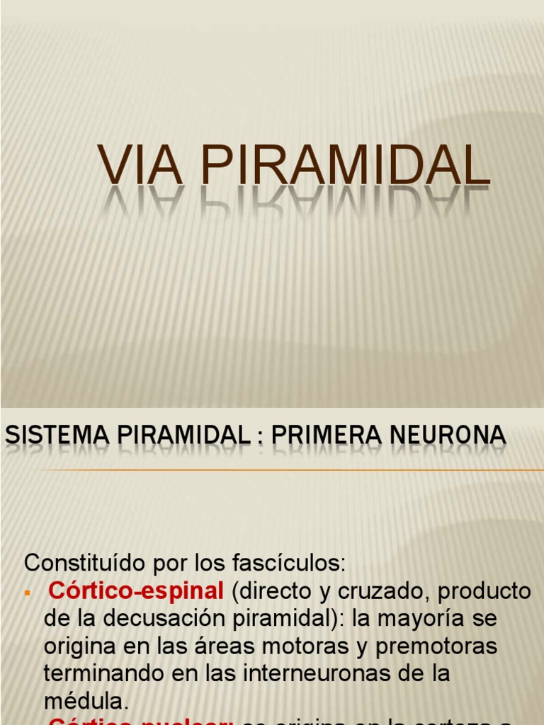 Via Piramidal y Reflejos | PDF | Médula espinal | Neurona
