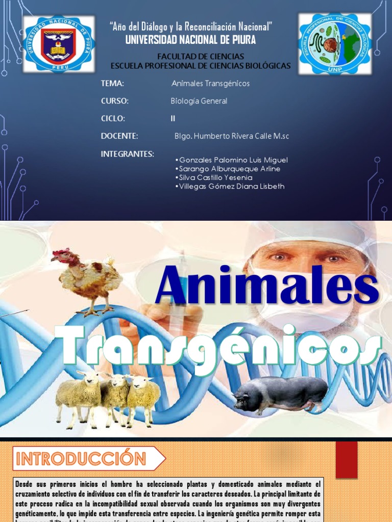 Animales Transgénicos | PDF | Transgen | Organismo genéticamente modificado