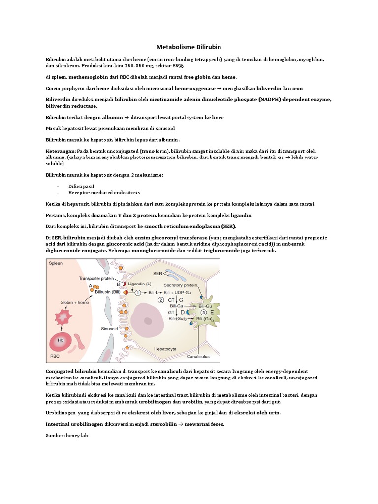 Metabolisme Bilirubin.docx