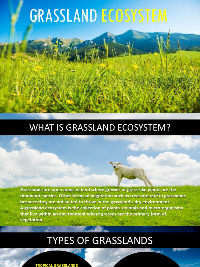 Grassland Ecosystem | Grassland | Savanna