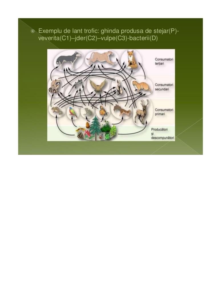 Lant Trofic in Padurea de Foioase | PDF