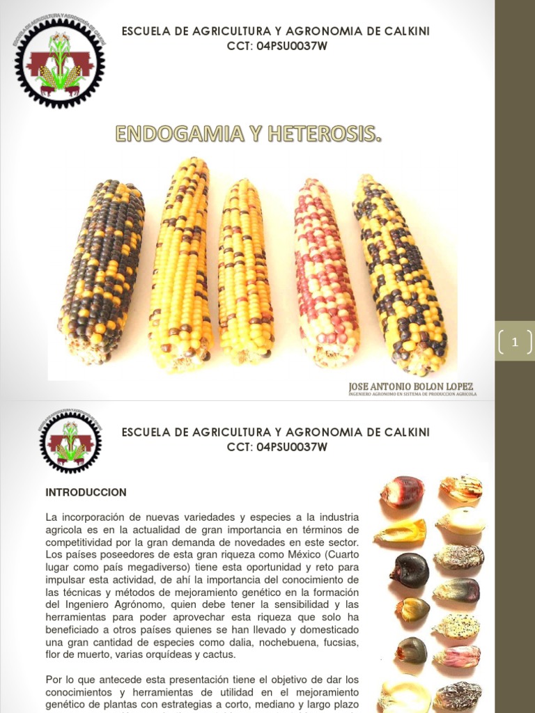 Endogamia y Heterosis | PDF | Agronomía | Endogamia