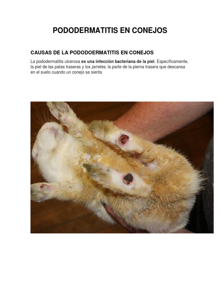 Dermatitis en Conejos. | PDF | Ciencia y matemática | Tecnología e ...