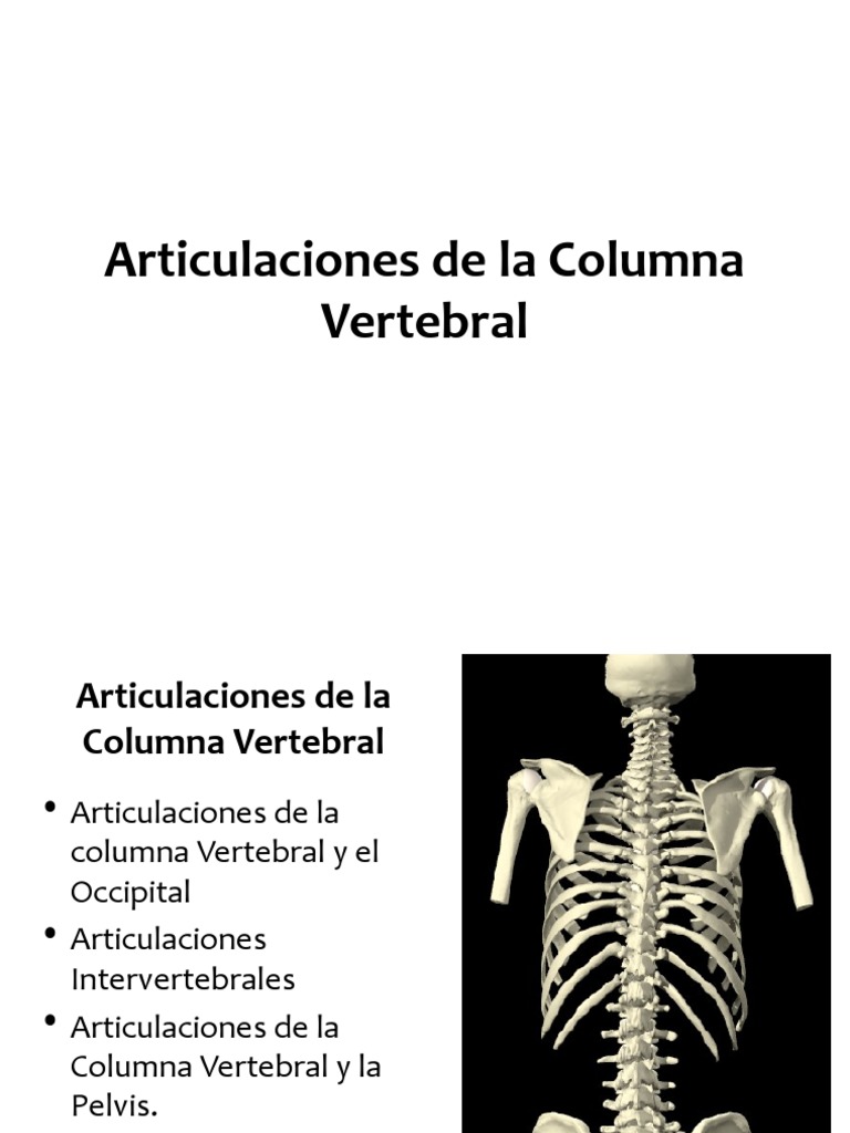 Articulaciones de La Columna Vertebral | Descargar gratis PDF | La columna vertebral | Articulación