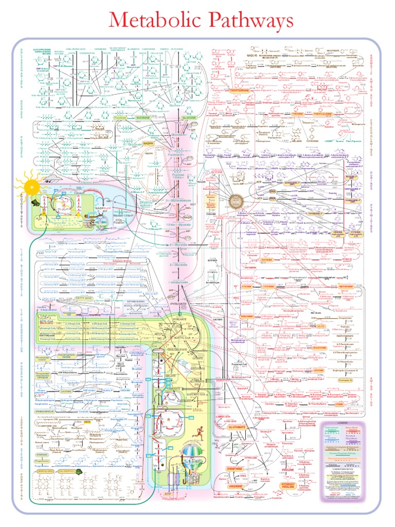Metabolic Pathways Poster PDF | PDF | Biomolecules | Molecular Biology