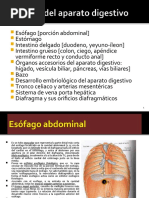 Anatomia, Irrigacion, Inervación Del Esofago y Estomago | PDF ...