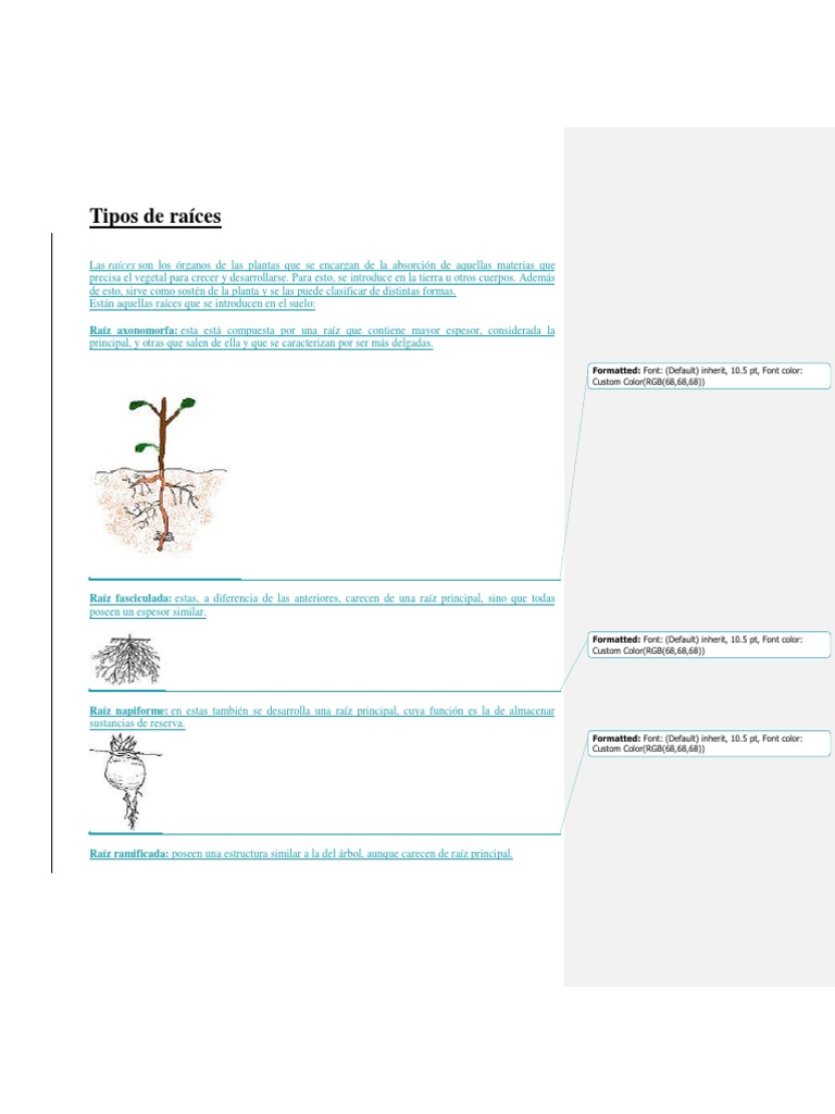 Tipos y clasificación de raíces | PDF | Raíz | Plantas
