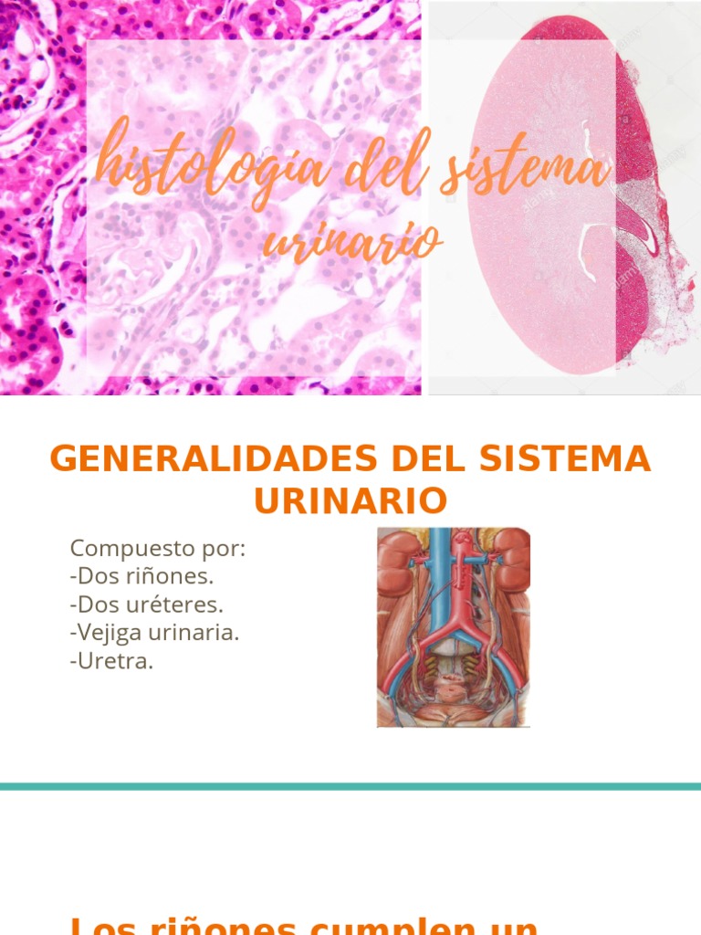 Histologia Del Sistema Urinario | Descargar gratis PDF | Riñón | Sistema urinario