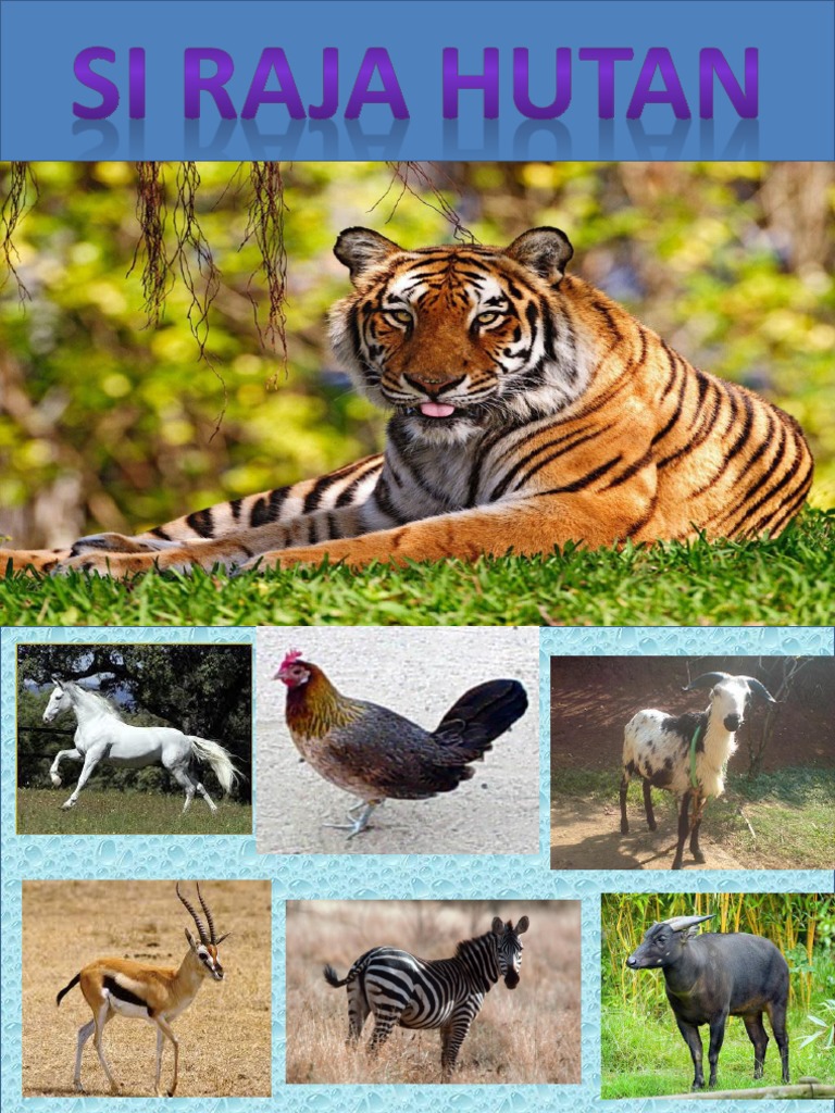 Cerita Bergambar 4 (Si Raja Hutan) | PDF