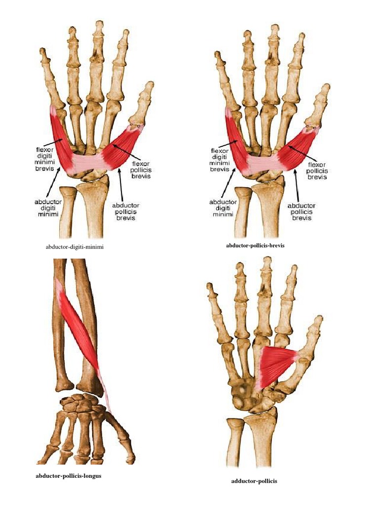 abductor-digiti-minimi: abductor-pollicis-longus adductor-pollicis ...