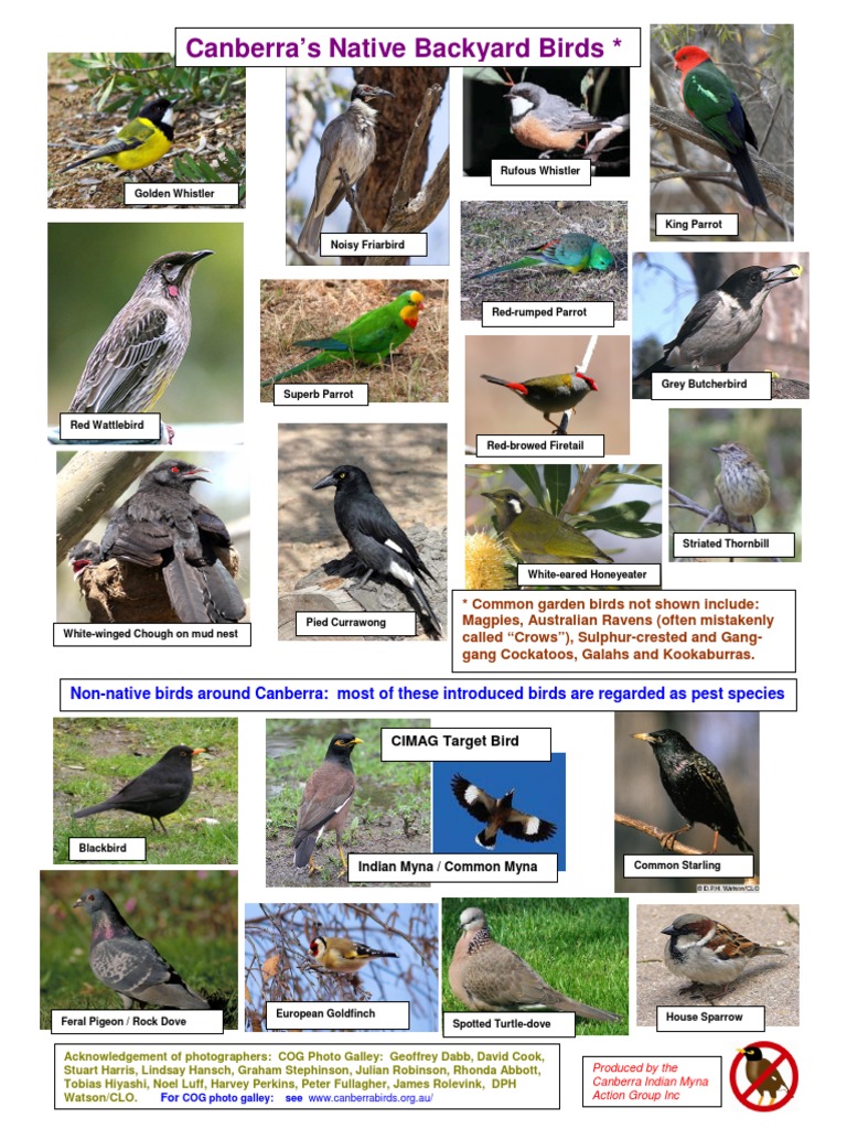 A Visual Guide to Common Native and Non-Native Backyard Birds in ...