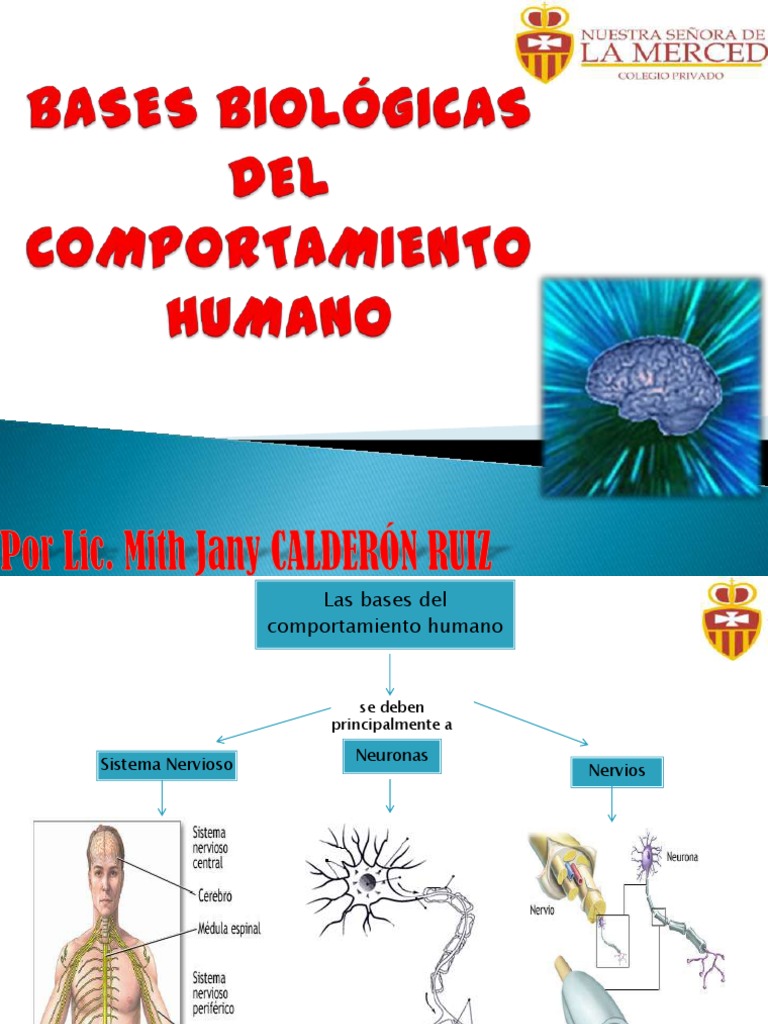 54408711 Bases Biologicas Del Comportamiento Humano 120823122424 ...