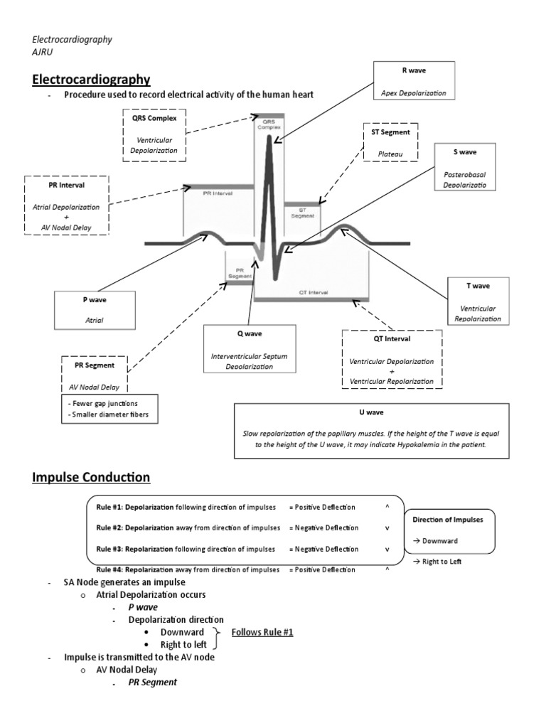 ECG Trans | PDF | Electrocardiography | Thorax (Human Anatomy)