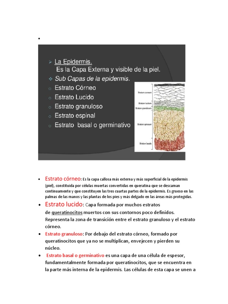Estrato Córneo | PDF