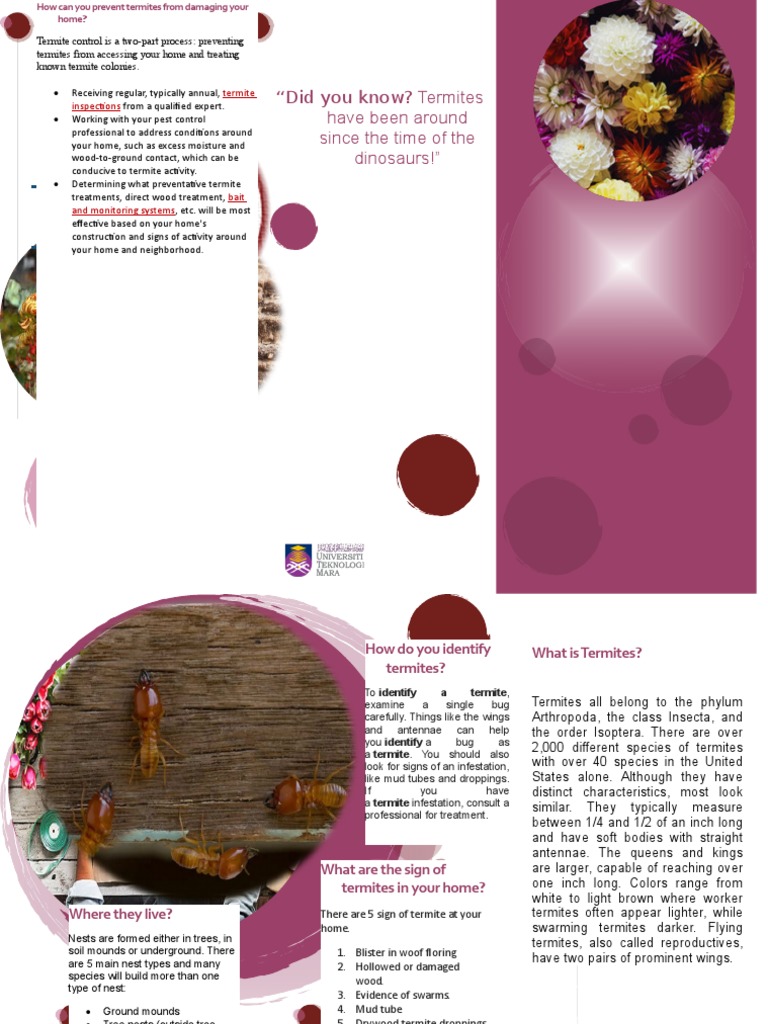 Termite Brochure | PDF | Nest | Insects