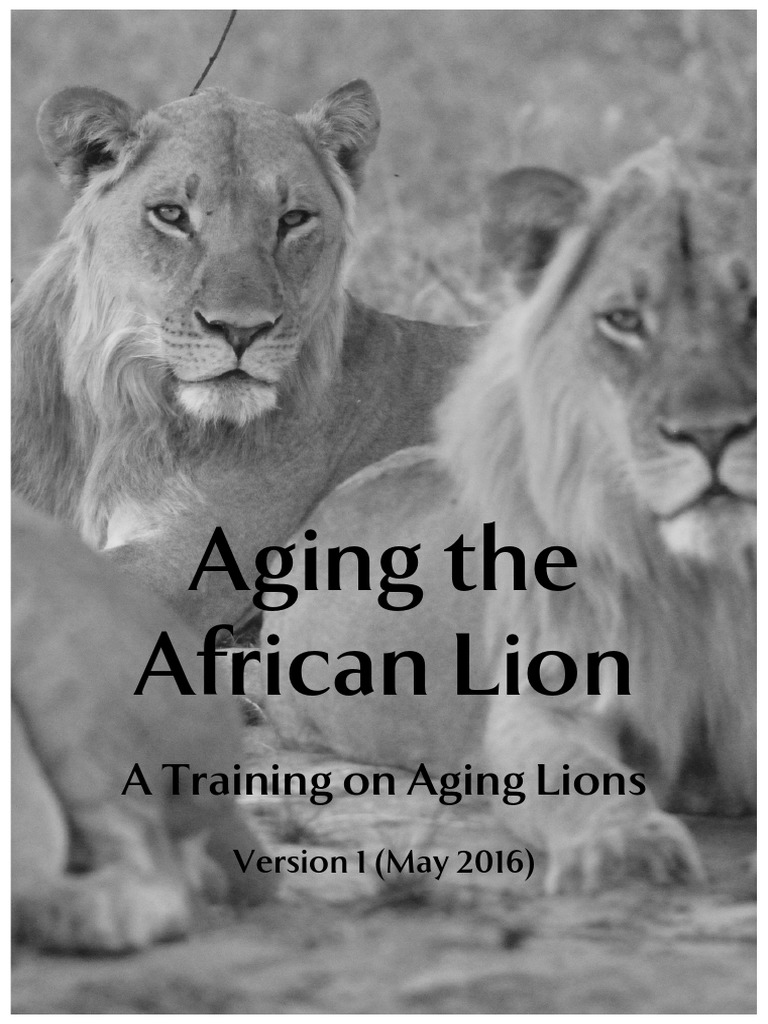 Aging The African Lion: A Training On Aging Lions | PDF | Lion | Organisms