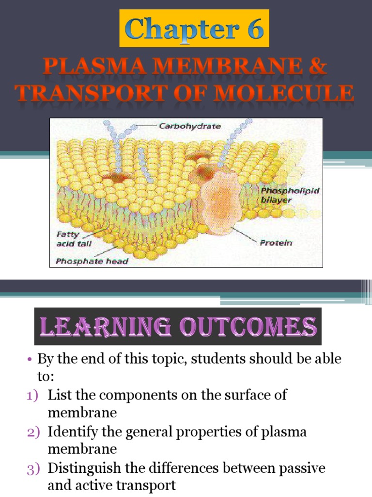 Plasma Membrane | PDF | Cell Membrane | Osmosis