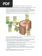 Raiz Axonomorfa | PDF | Raíz | Tallo de la planta