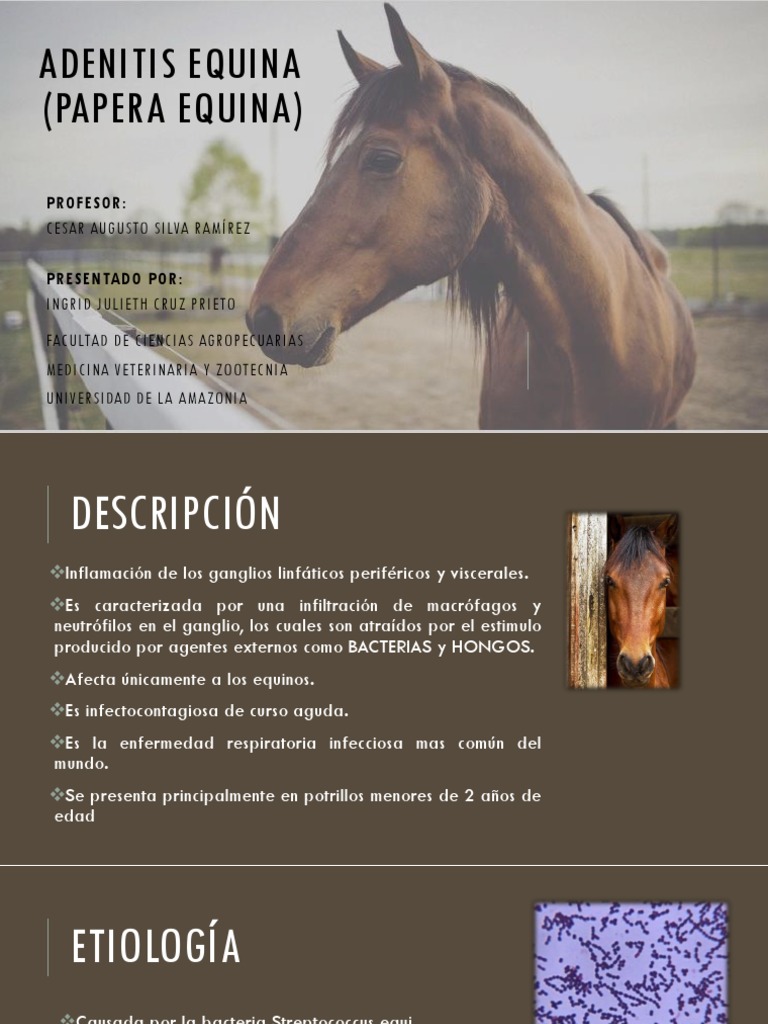 Adenitis Equina: Diagnóstico y Tratamiento | PDF | Inflamación | Las ...