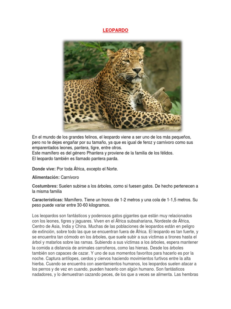 Leopardo | Leopardo | Felidae