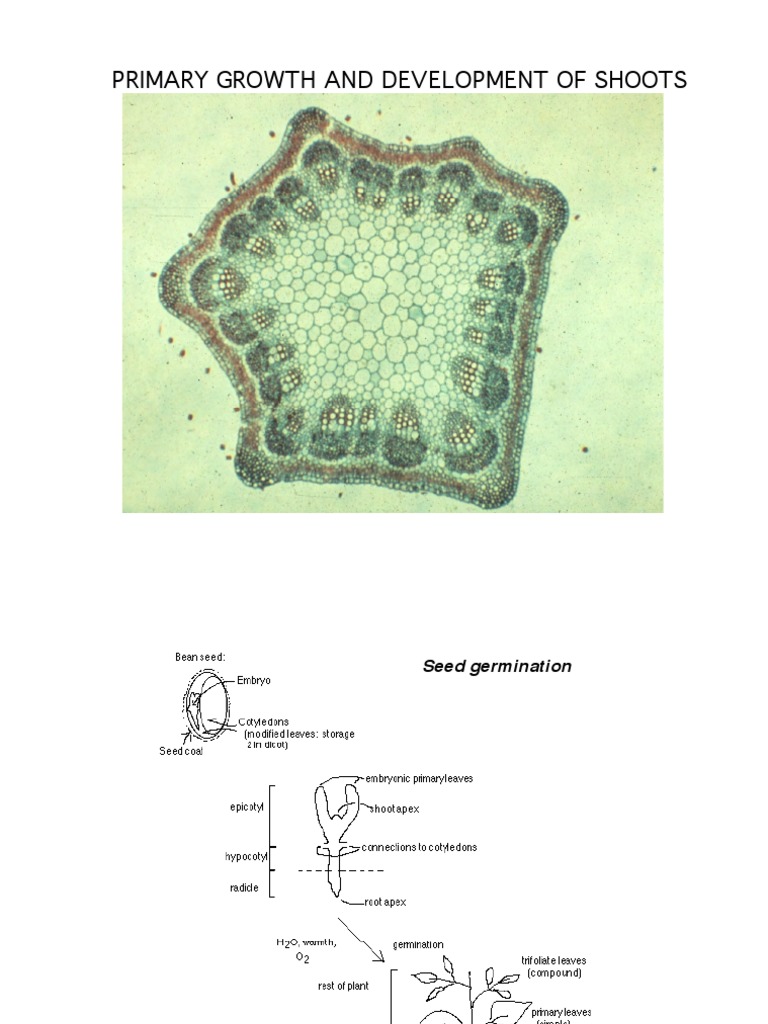 Primary Growth | PDF