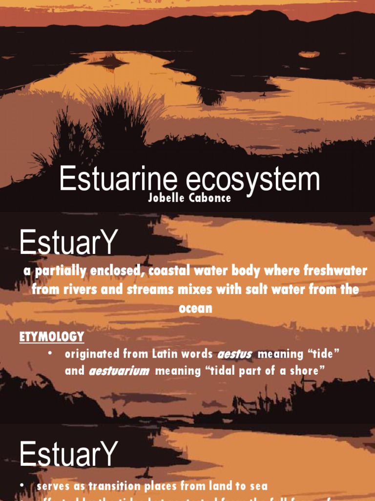 Estuary Ecosystem | PDF | Estuary | Bodies Of Water