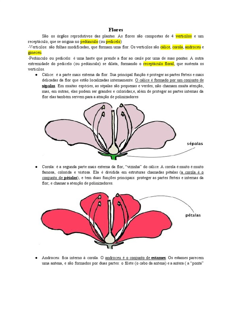 Estudos Flor | Download grátis PDF | Flores | Horticultura e jardinagem