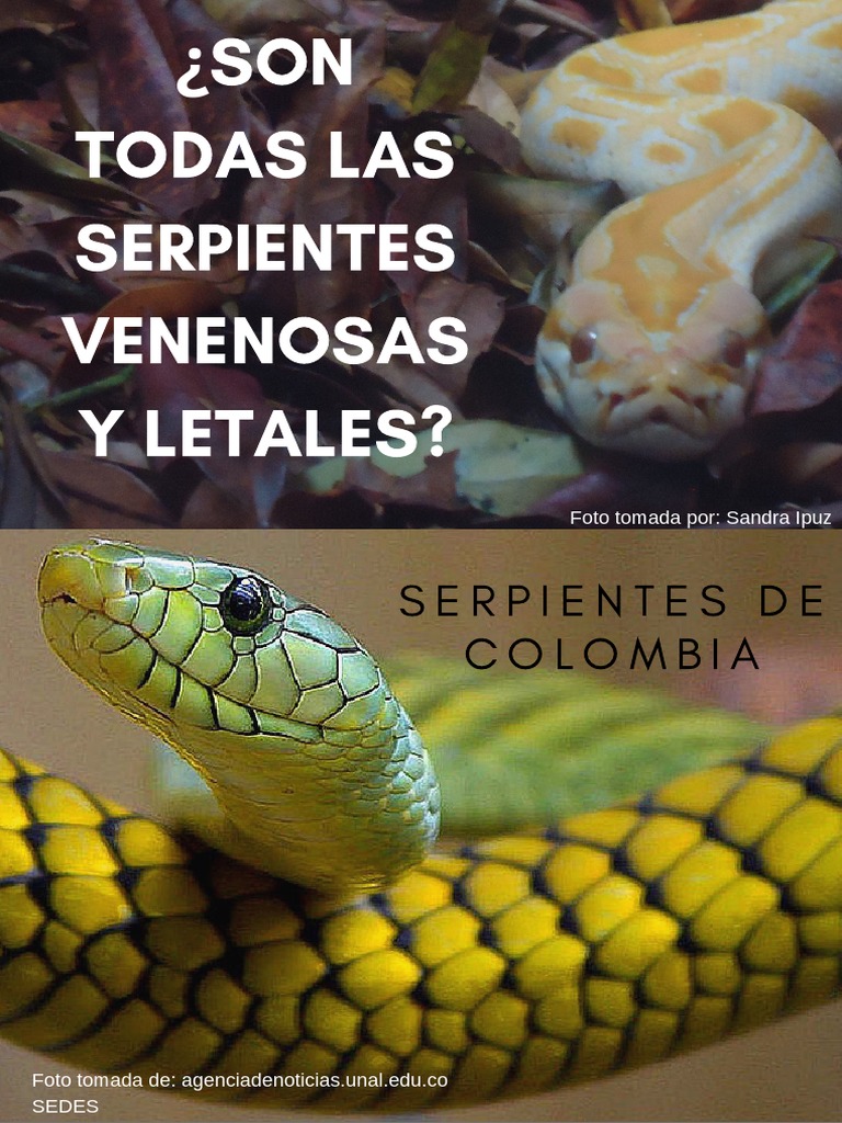 Son Todas Las Serpientes Venenosas? | PDF | Serpiente | Aves