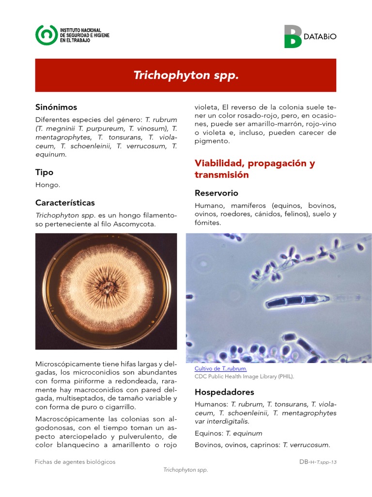 Características y tratamiento de Trichophyton | PDF | Especialidades ...
