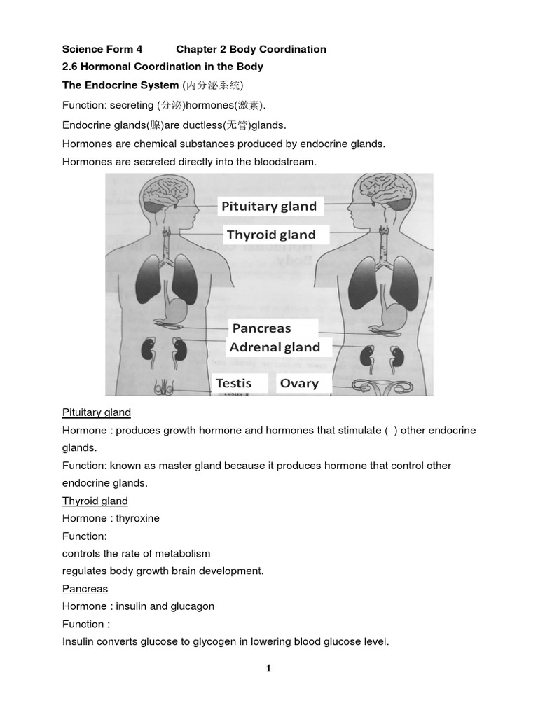 Hormonal Coordination in the Endocrine System | PDF | Hormone ...