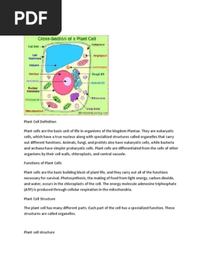 Plant Cell Functions Definitions