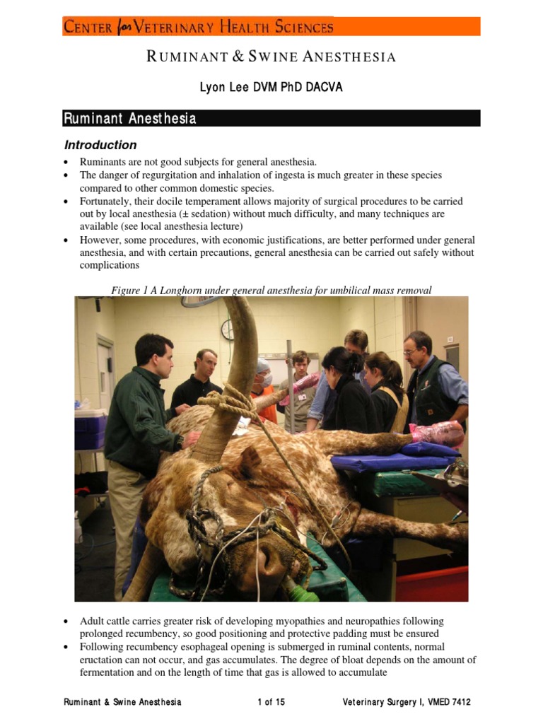Ruminant Anesthesia: Uminant Wine Nesthesia | PDF | Anesthesia | Analgesic
