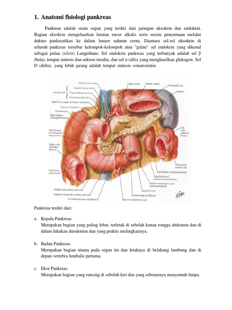 Anatomi dan Fisiologi Pankreas Manusia | PDF