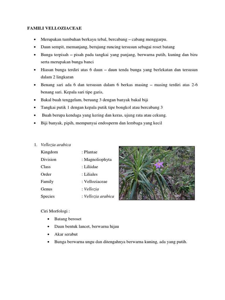 Ciri Morfologi Tumbuhan Velloziaceae | PDF