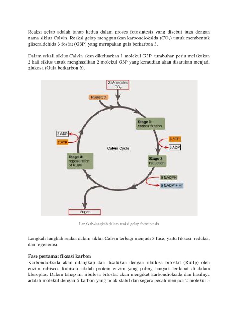 Reaksi Gelap Adalah Tahap Kedua Dalam Proses Fotosintesis Yang Disebut ...