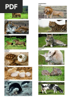 10 Animales que Nadan | PDF