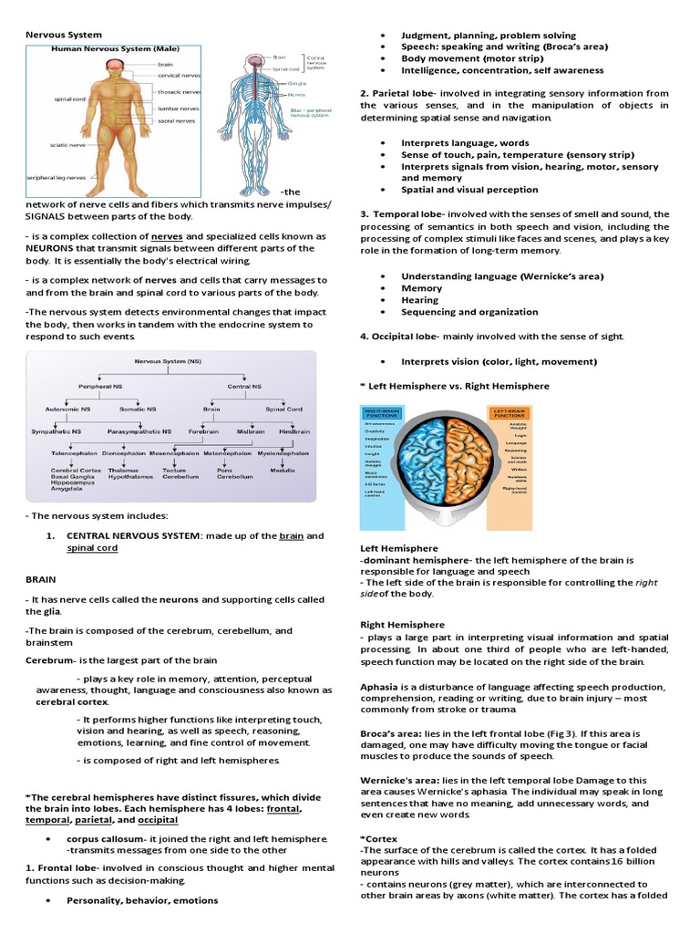 Nervous System | Download Free PDF | Cerebrum | Nervous System