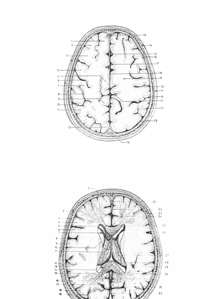 Planse Anatomie Sectionala | PDF