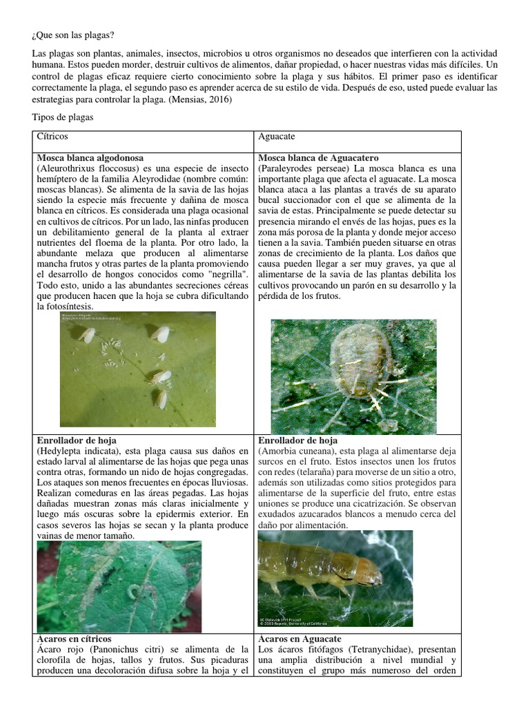 Tipos de Plagas | PDF | Plaga (organismo) | Hoja