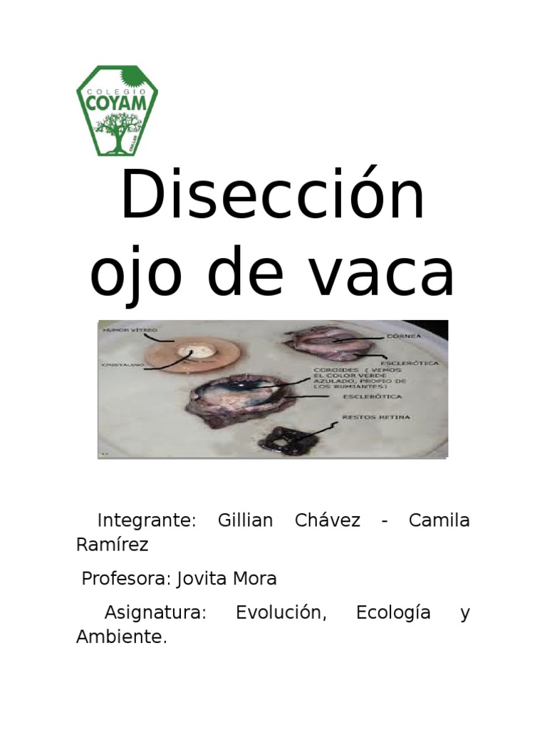 Disección Ojo de Vaca | PDF | Ojo humano | Percepción visual