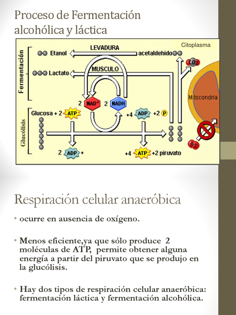Respiracion Anaerobia | PDF